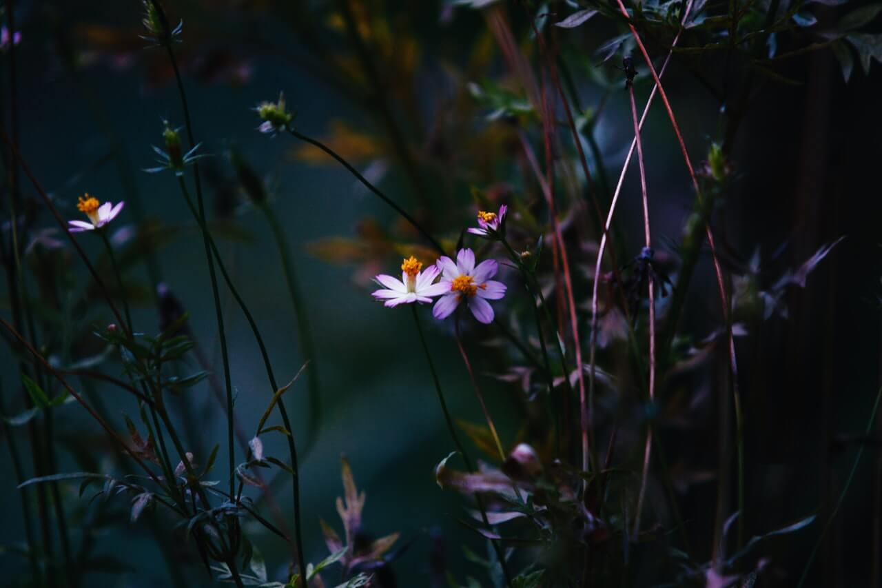 Plants That Grow in The Dark - Ecomasteryproject