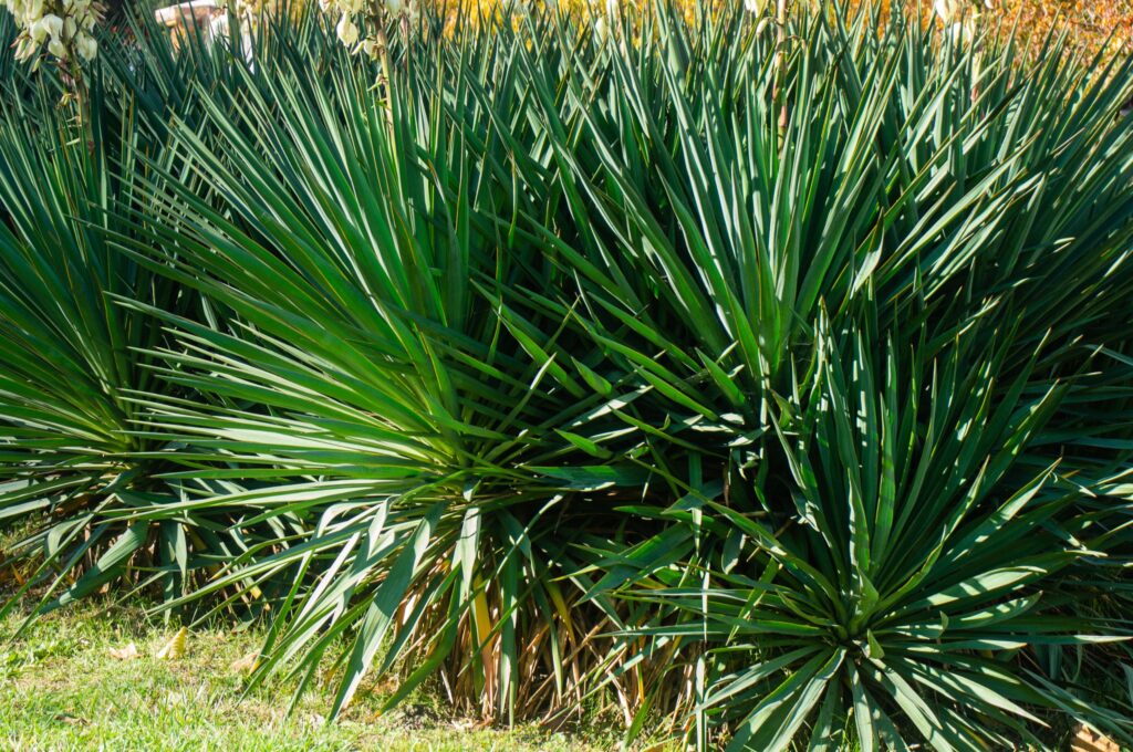 Top Drought-Tolerant Plants To Use in Southern California