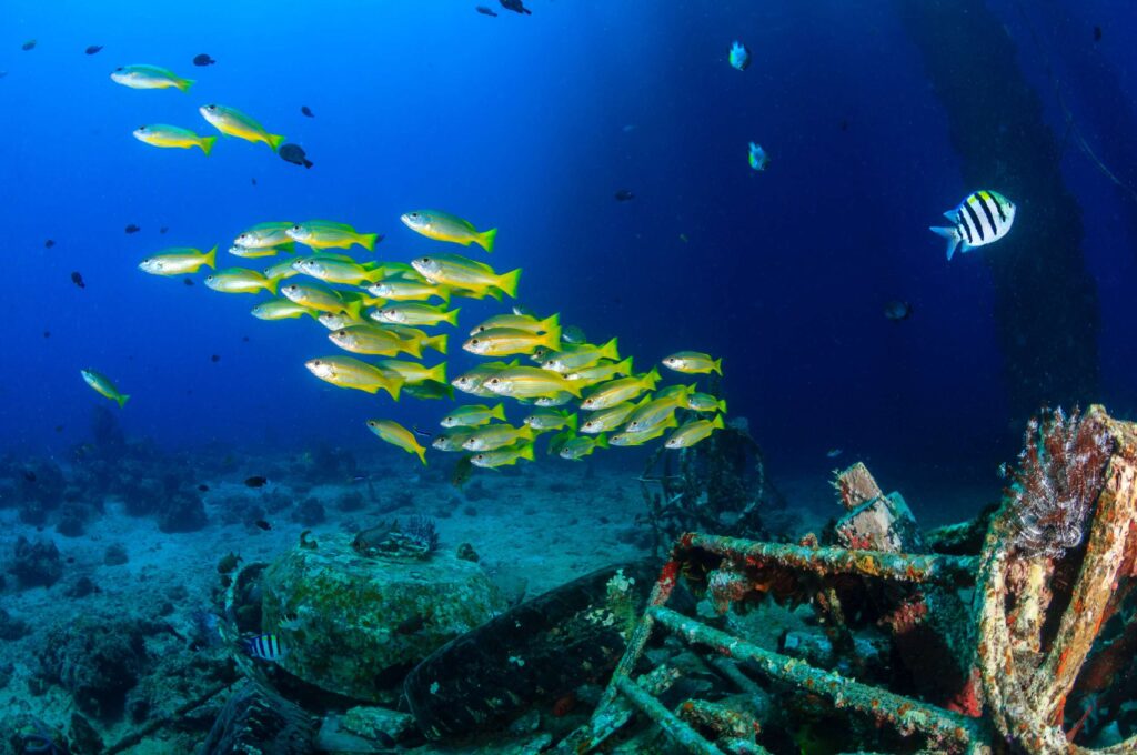 How Retired Ocean Oil Rigs Are Helping the Environment
