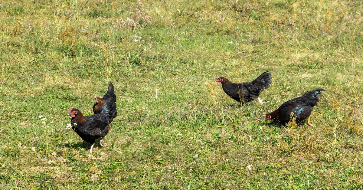 How To Create a Sustainable Backyard Ecosystem